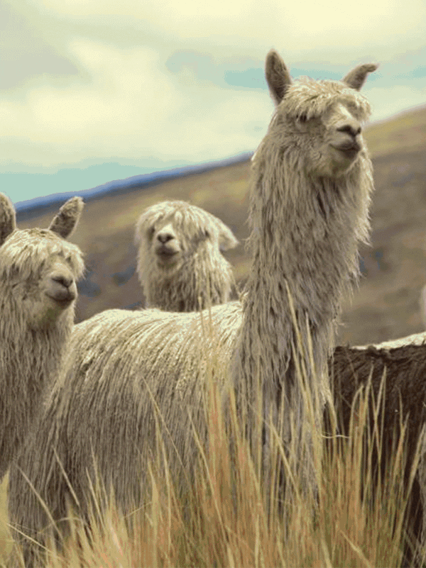 Design Spun in Alpaca Suri: A Conversation About The Incredible Yarn A ...